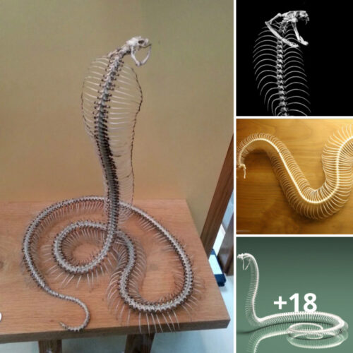 Unveiling the Beauty of an Articulated Cobra Skeleton: A Fascinating ...