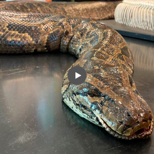 Meet the World's Largest Living Snake: Impressive Facts About the Giant ...