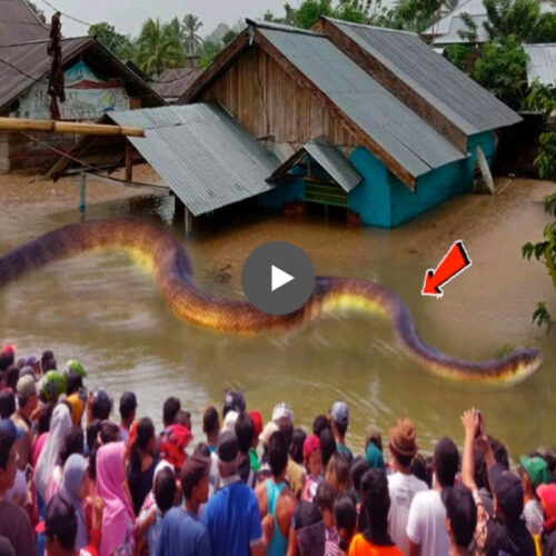 Giant Snake Emerges in Flood, Terrifying Locals - A Shocking Encounter ...