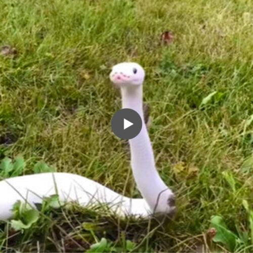 Rare Snow-White Snake Spotted in a Grassy Field Captivates Netizens ...