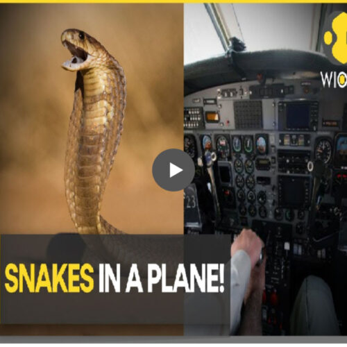 High-Flying Surprise: Snake Found in Cockpit at 10,000 Meters - The ...