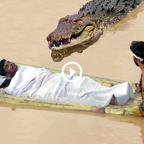 Unveiling the Enigmatic: A Massive Centenarian Crocodile Surfaces ...